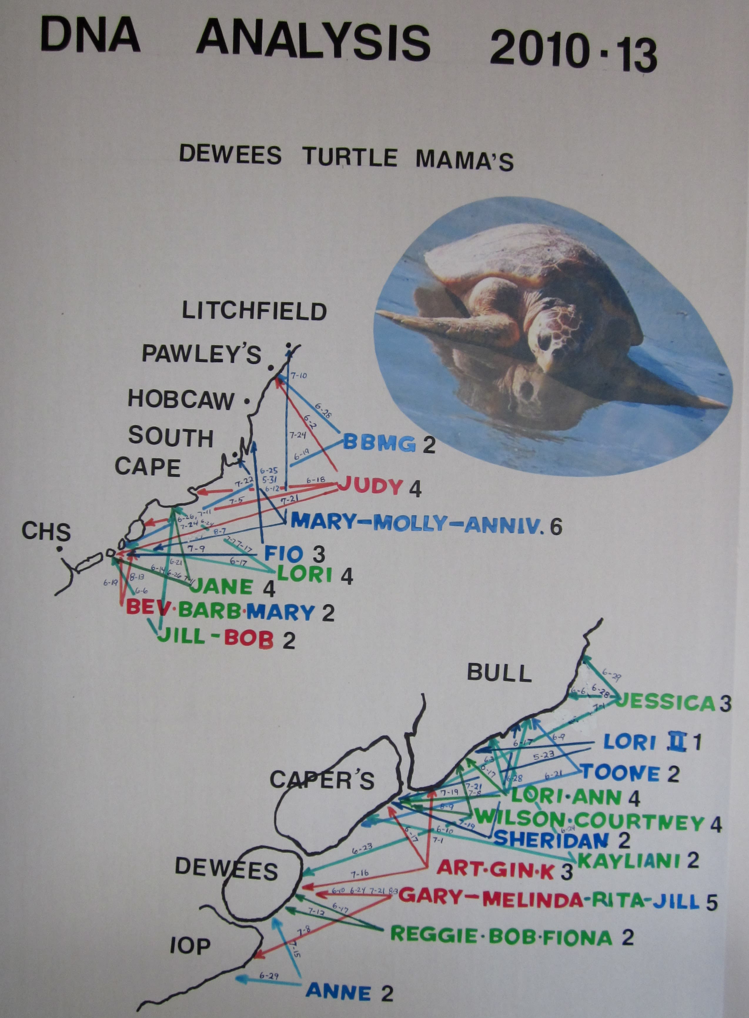 Turtle Team DNA analysis complete from 2010 season - Dewees Island ...