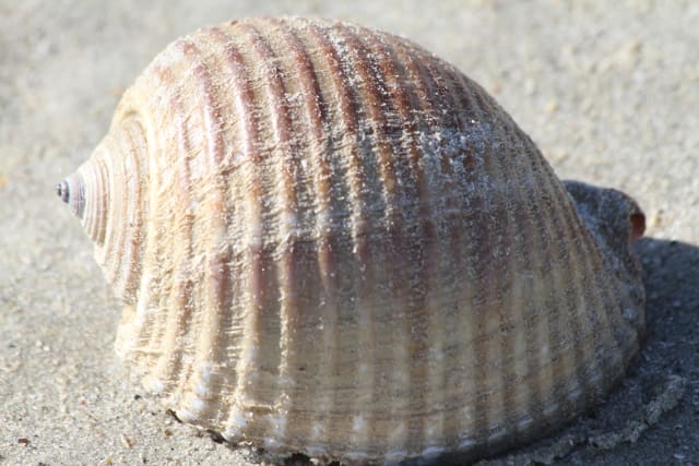 Giant Tun Shell Exploration Solves Earlier Beachcombing Mystery ...