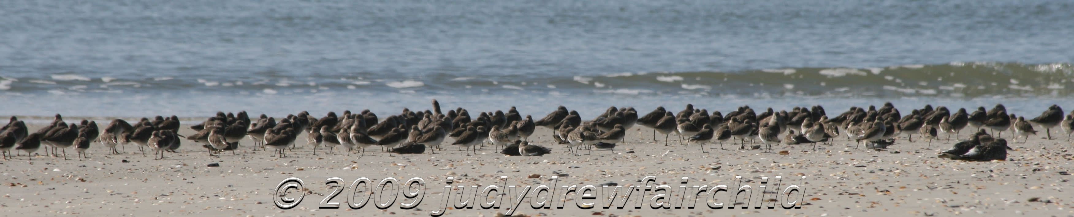 Mixed flocks of Shorebirds on the South Beach - Dewees Island ...