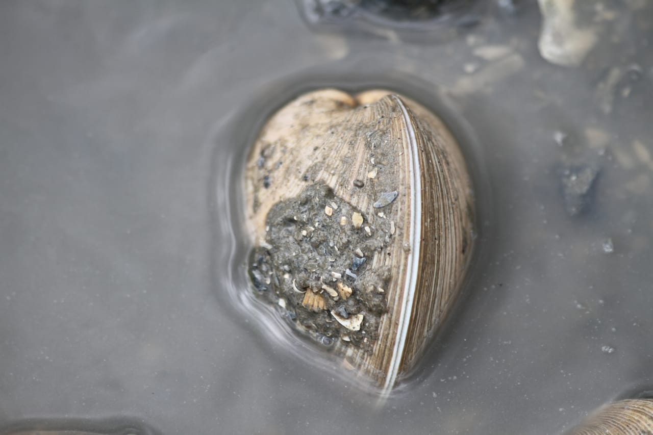 Shellfishing Season ends soon - Dewees Island, Charleston, SC