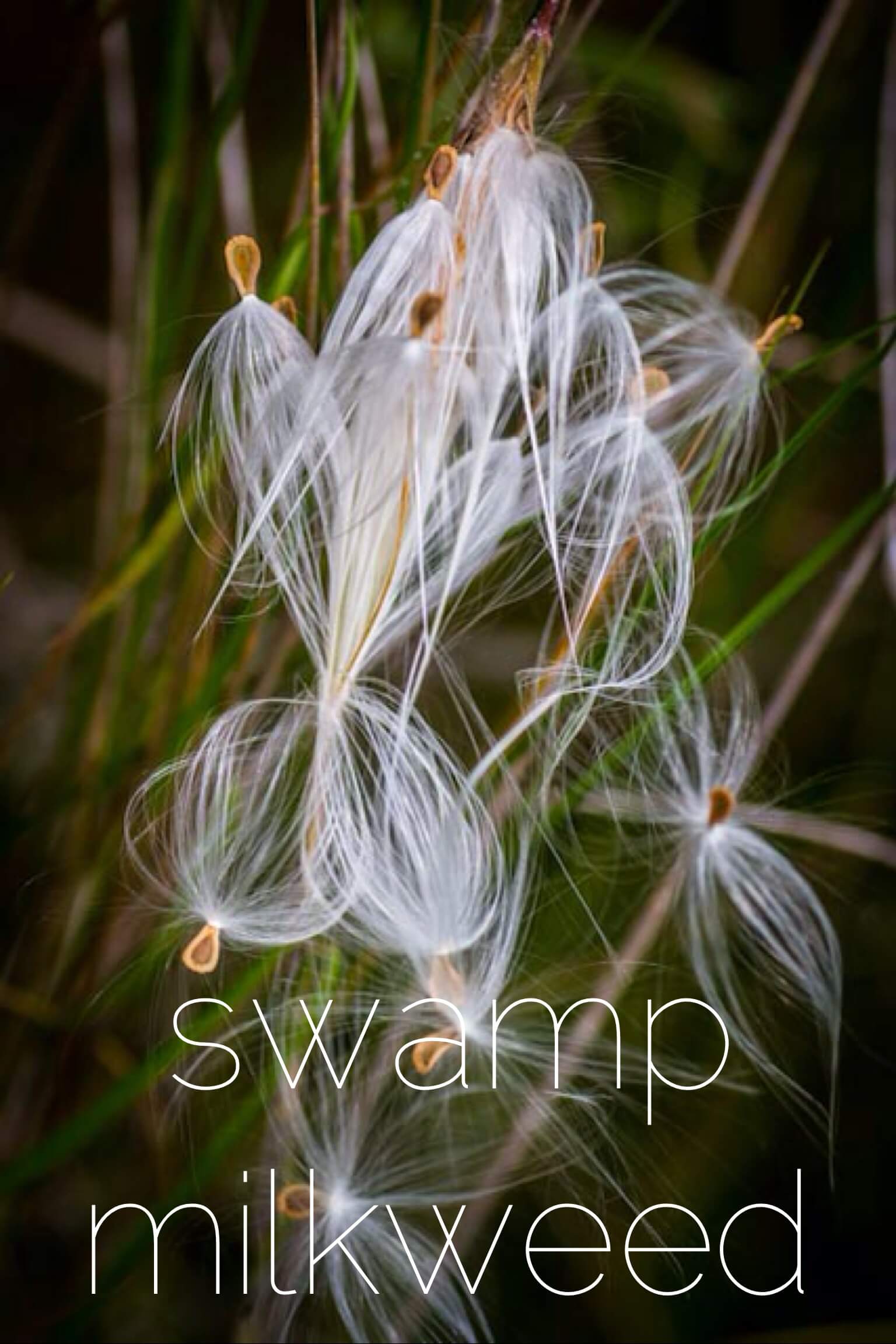Swallow-wort, Cynanchum angustifolium - Dewees Island, Charleston, SC