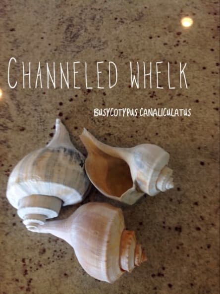 Channeled Whelk, Busycoptyphus canaculatum - Dewees Island, Charleston, SC