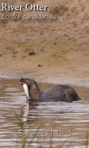 River Otter, Lutra Canadensis - Dewees Island, Charleston, SC