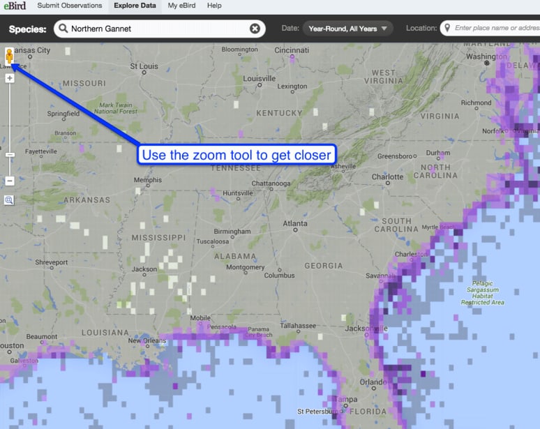 How to Use Ebird to predict and plan for birding in any location
