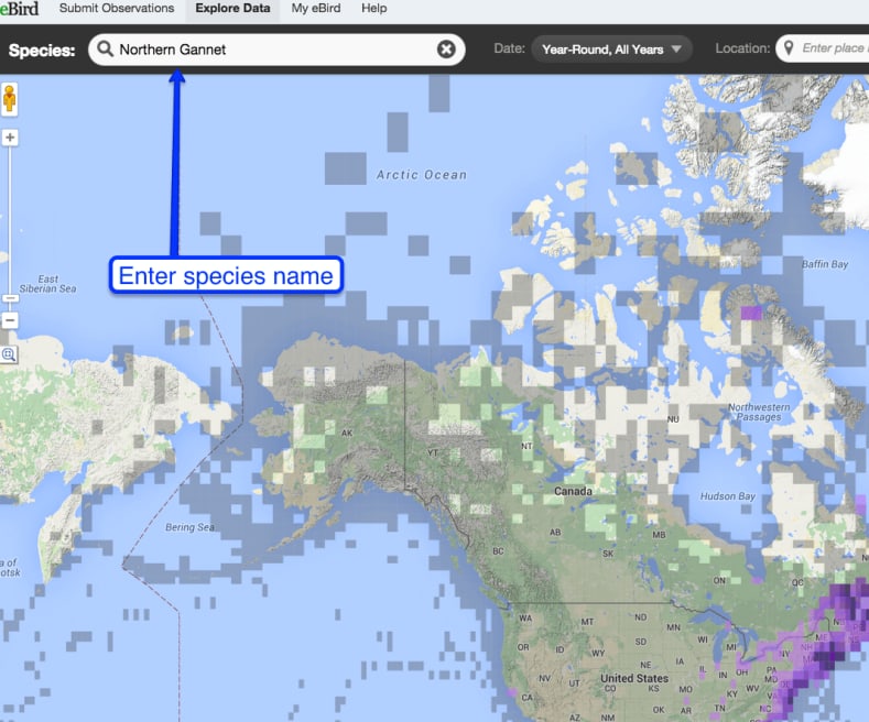 How to Use Ebird to predict and plan for birding in any location
