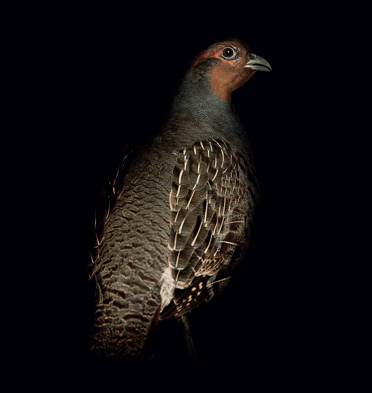 Wildtiere in Deutschland