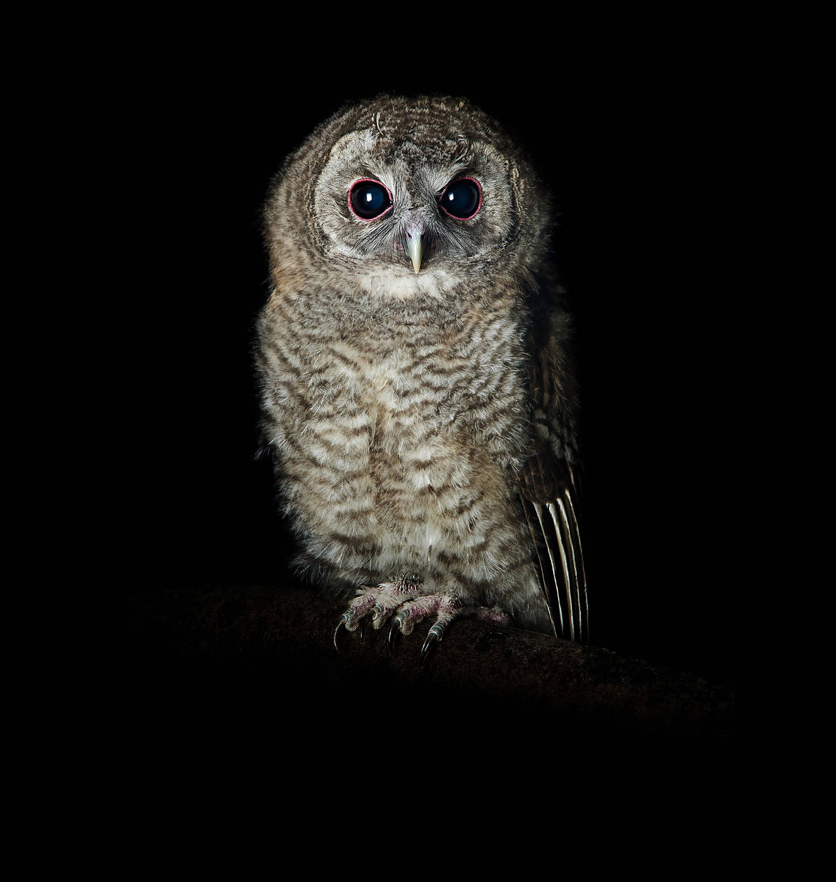 Wildtiere in Deutschland