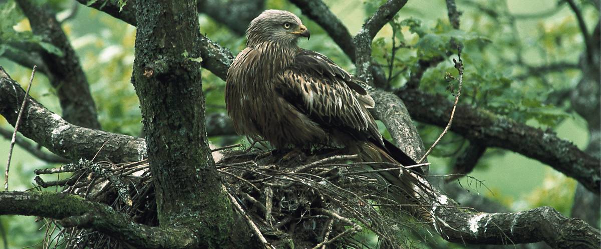 Deutsche Wildtier Stiftung | Rotmilan