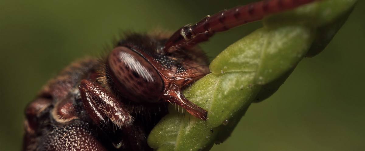 Steckbrief Wildbienen