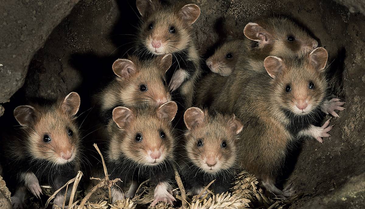 Deutsche Wildtier Stiftung | Feldhamster