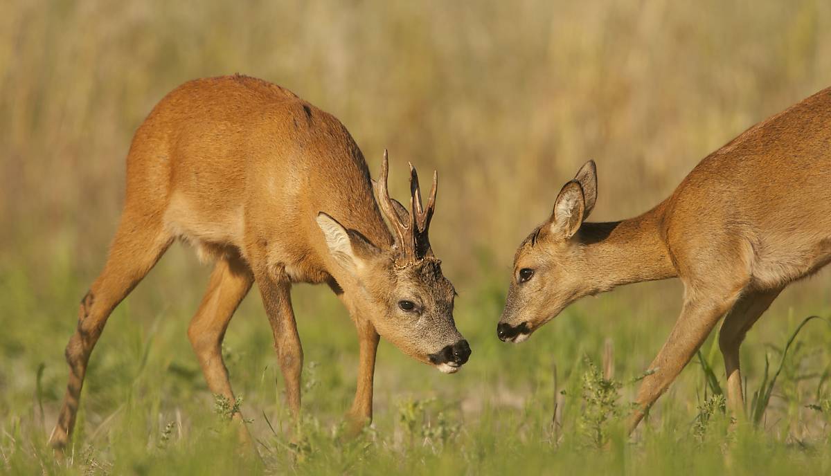 Blog der Deutschen Wildtier Stiftung