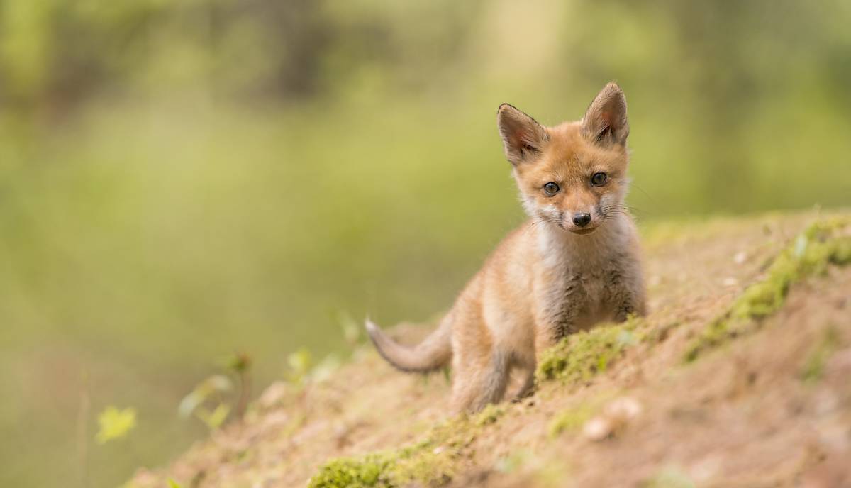 Deutsche Wildtier Stiftung | Deutsche Wildtier Stiftung: Wir geben ...
