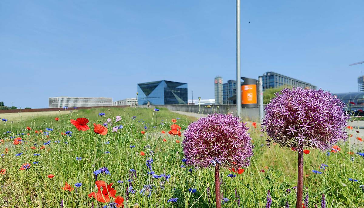 Steckbrief Wildbienen