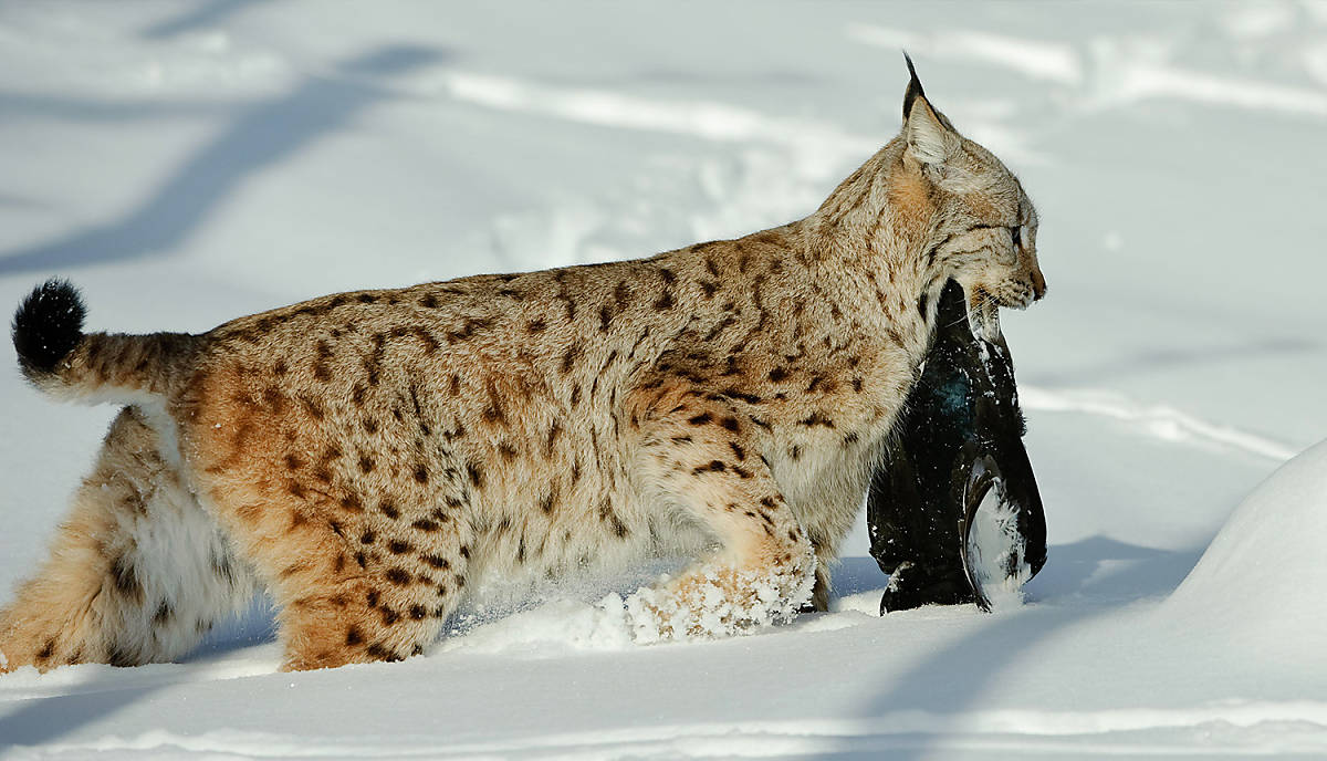Steckbrief Luchs