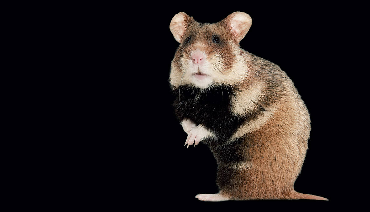 Waldiltis | Deutsche Wildtier Stiftung