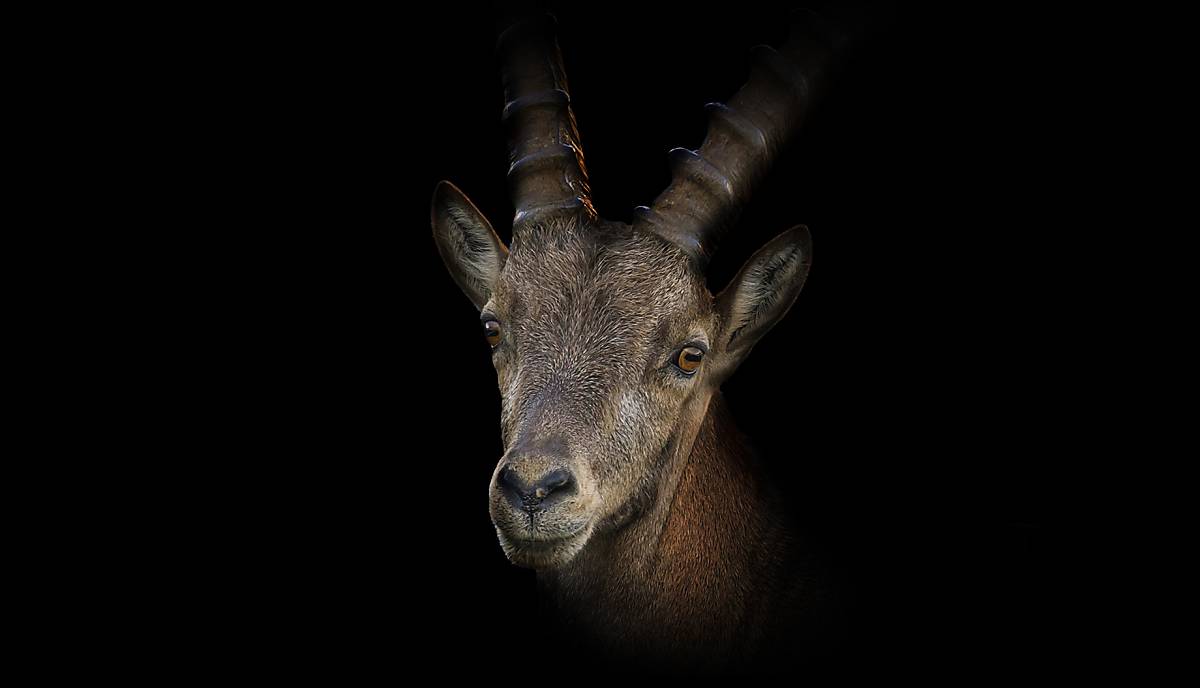 Waldiltis | Deutsche Wildtier Stiftung