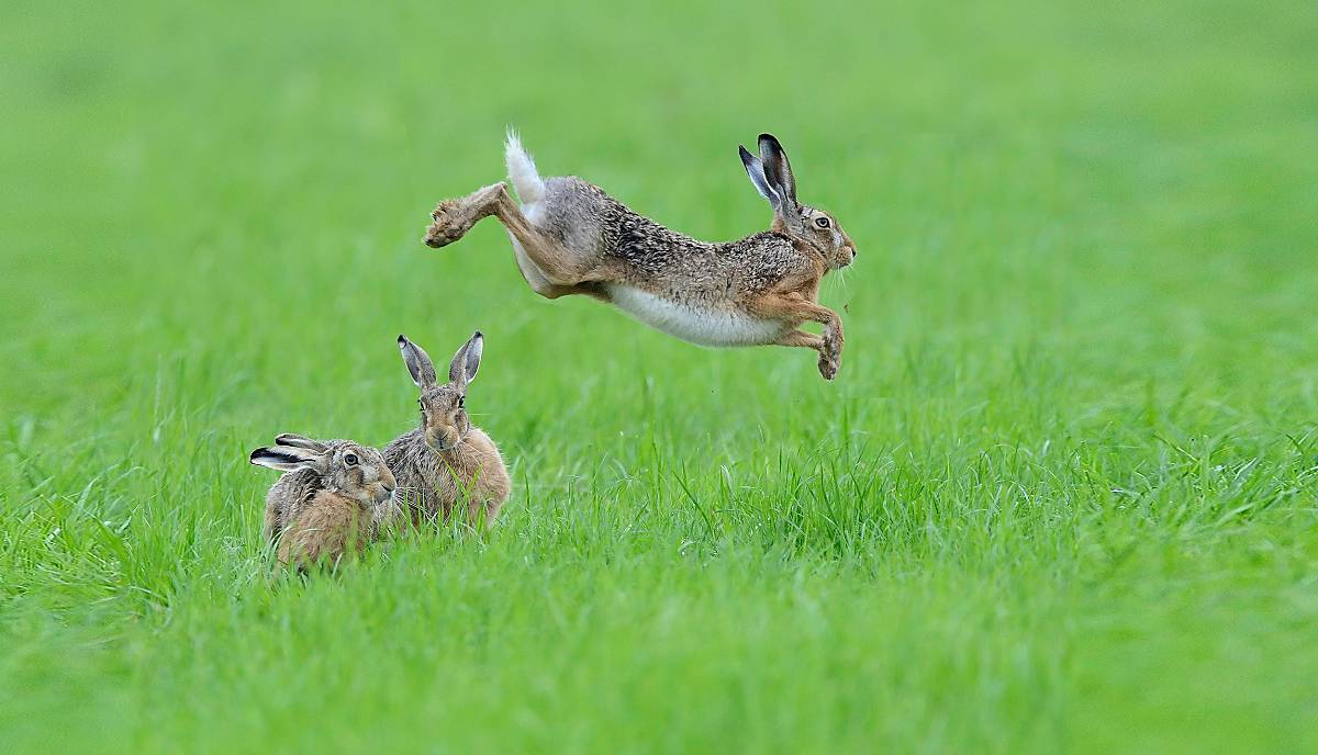 Steckbrief Feldhase | Deutsche Wildtier Stiftung