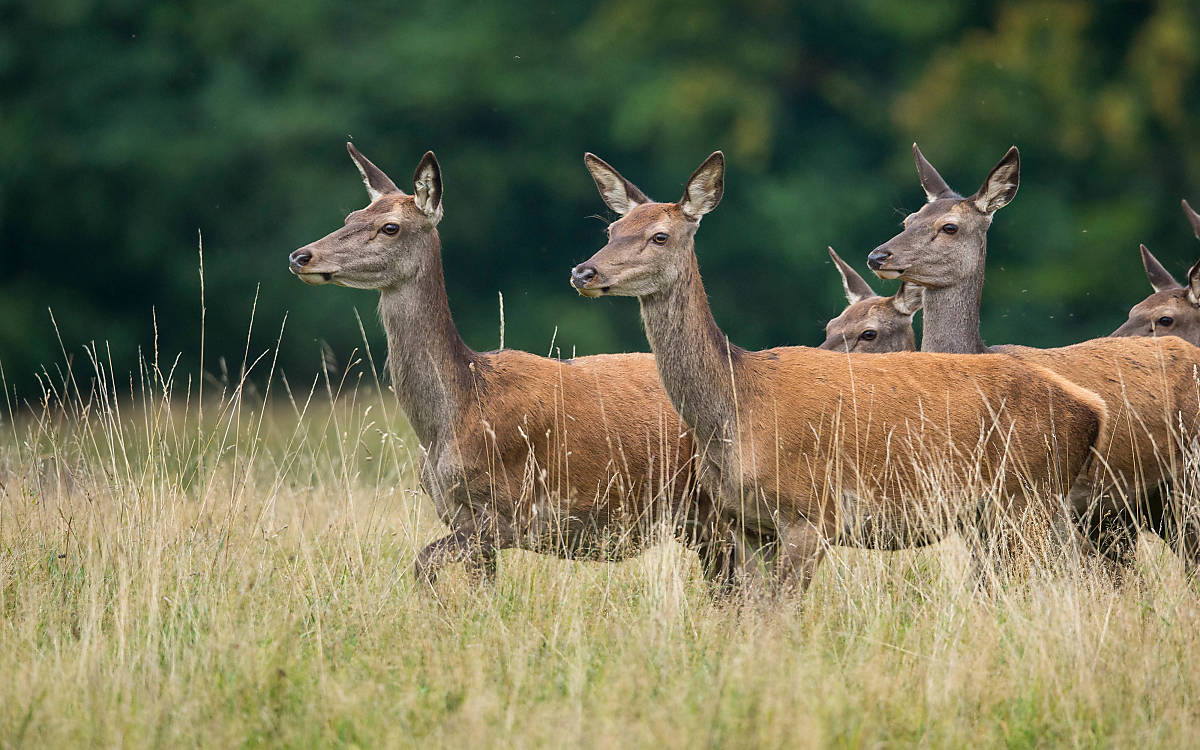Deutsche Wildtier Stiftung | Deutsche Wildtier Stiftung: Wir geben ...