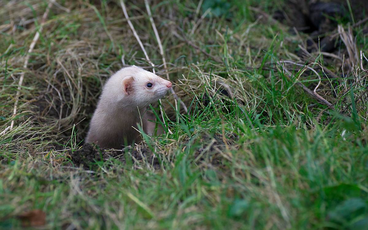 Deutsche Wildtier Stiftung | Waldiltis