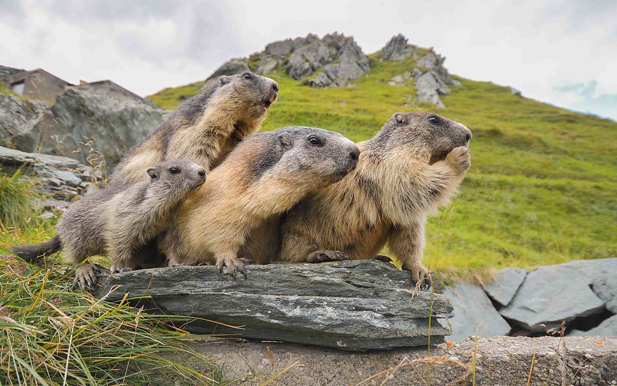 Alpenmurmeltier | Deutsche Wildtier Stiftung