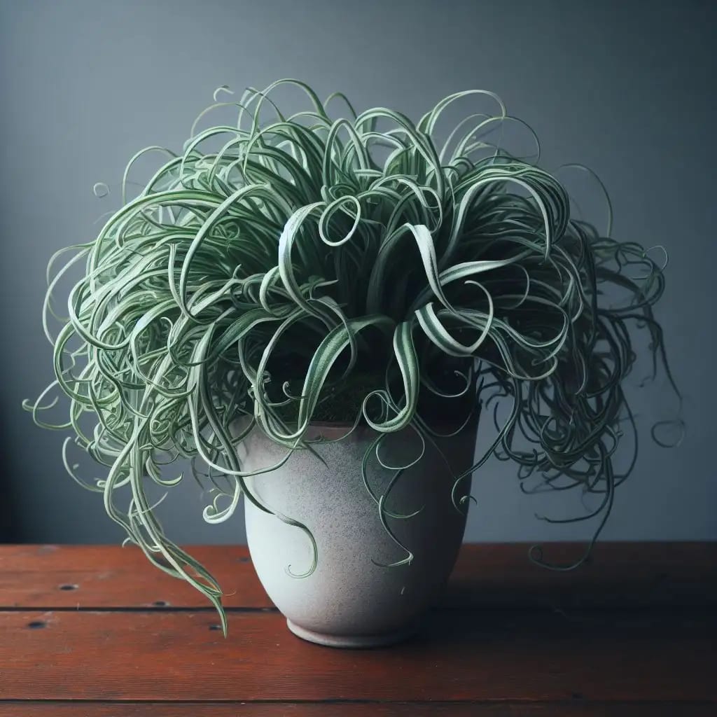 Curly Spider Plant 'Bonnie': 5 Expert Tips for Healthy Growth - Grow IT