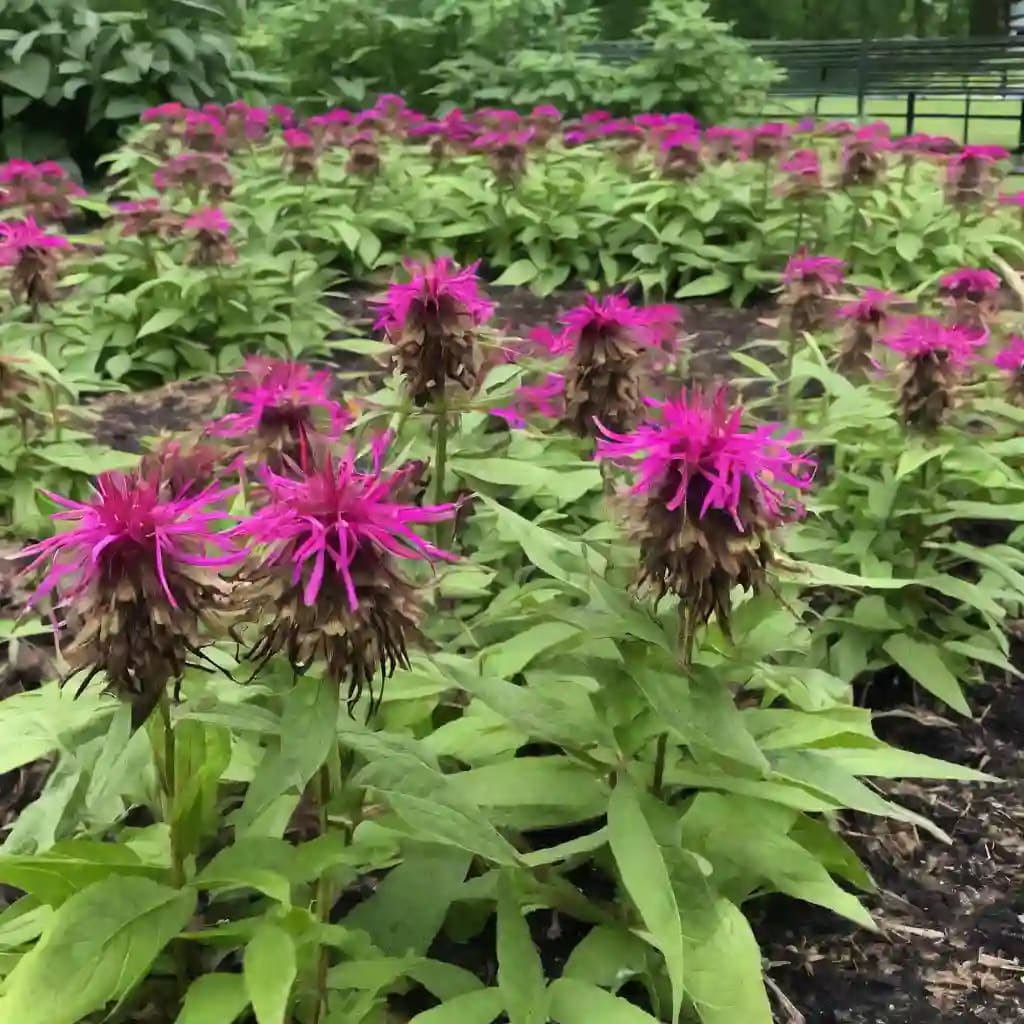How to Grow Bee Balm from Seed: A Complete Guide for Beginners - Grow IT