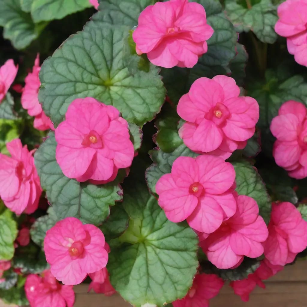 How to Grow and Care for Fuzzy Plants: A Complete Guide for Gardeners ...