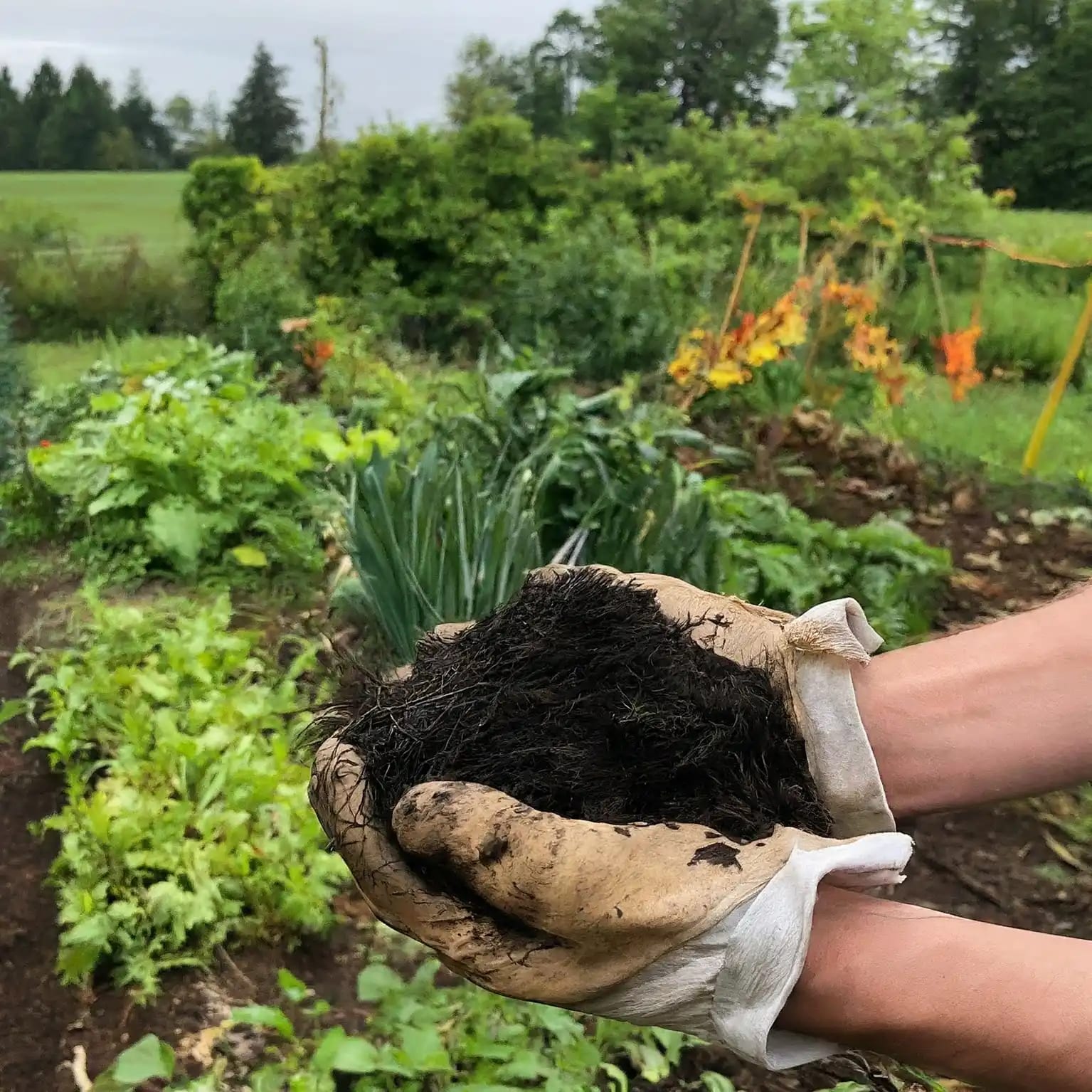 Composting and Mindfulness: Cultivating Inner Peace Through Nature's ...