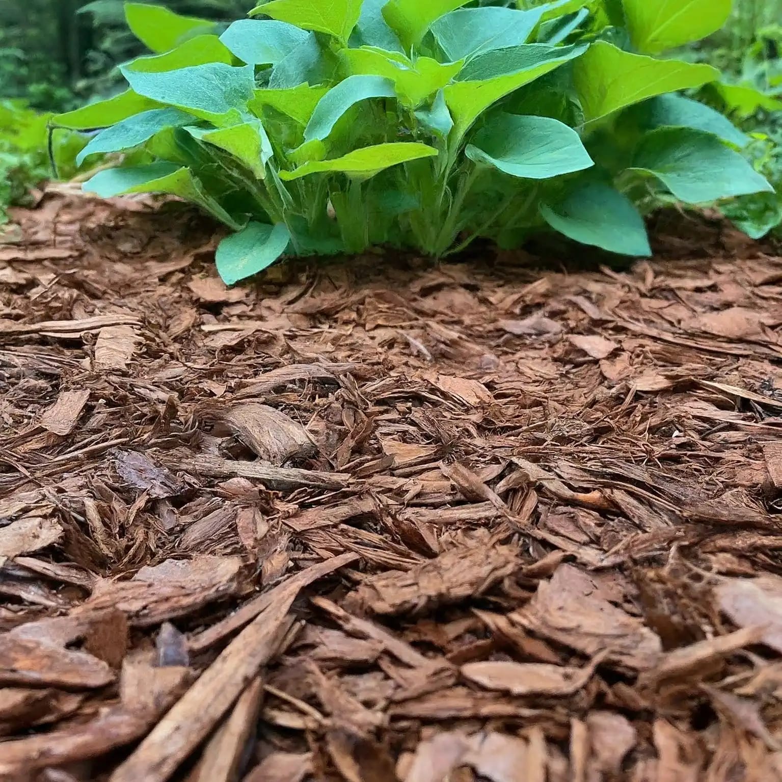 Organic Weed Control: Keeping Your Garden Green the Natural Way - Grow IT