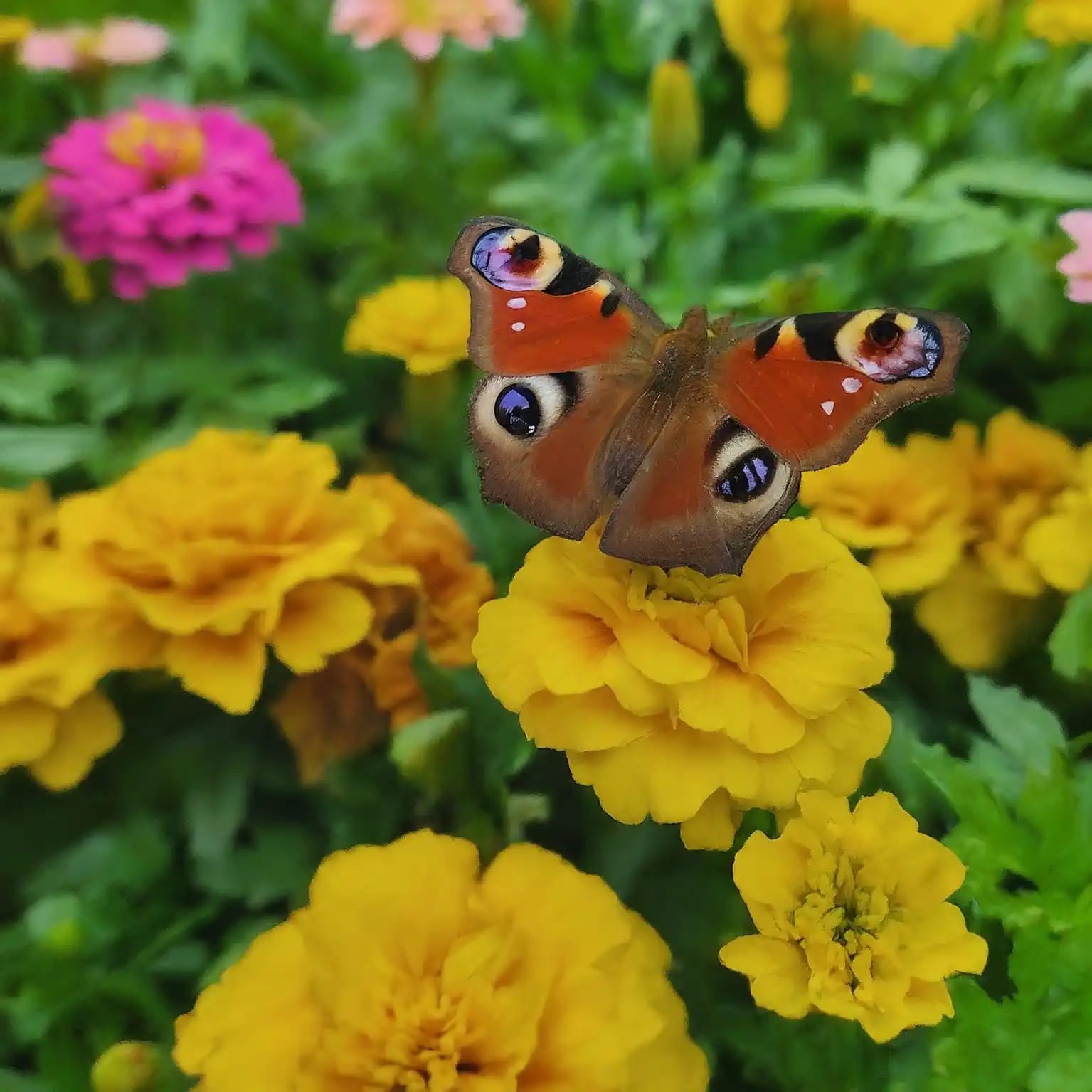 Build a Thriving, Pest-Resistant Garden with Balanced Ecosystems - Grow IT