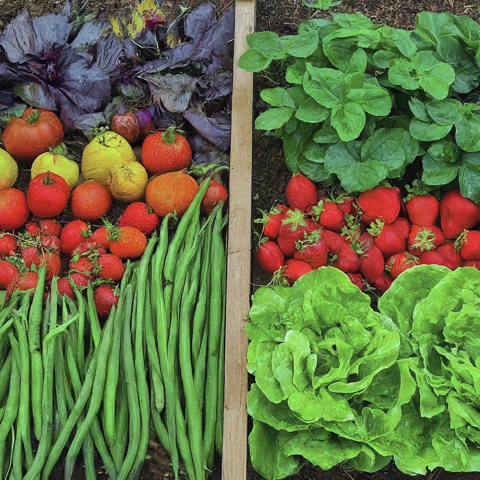 What is Organic Pest Control? Tailored Solutions for Your Garden ...