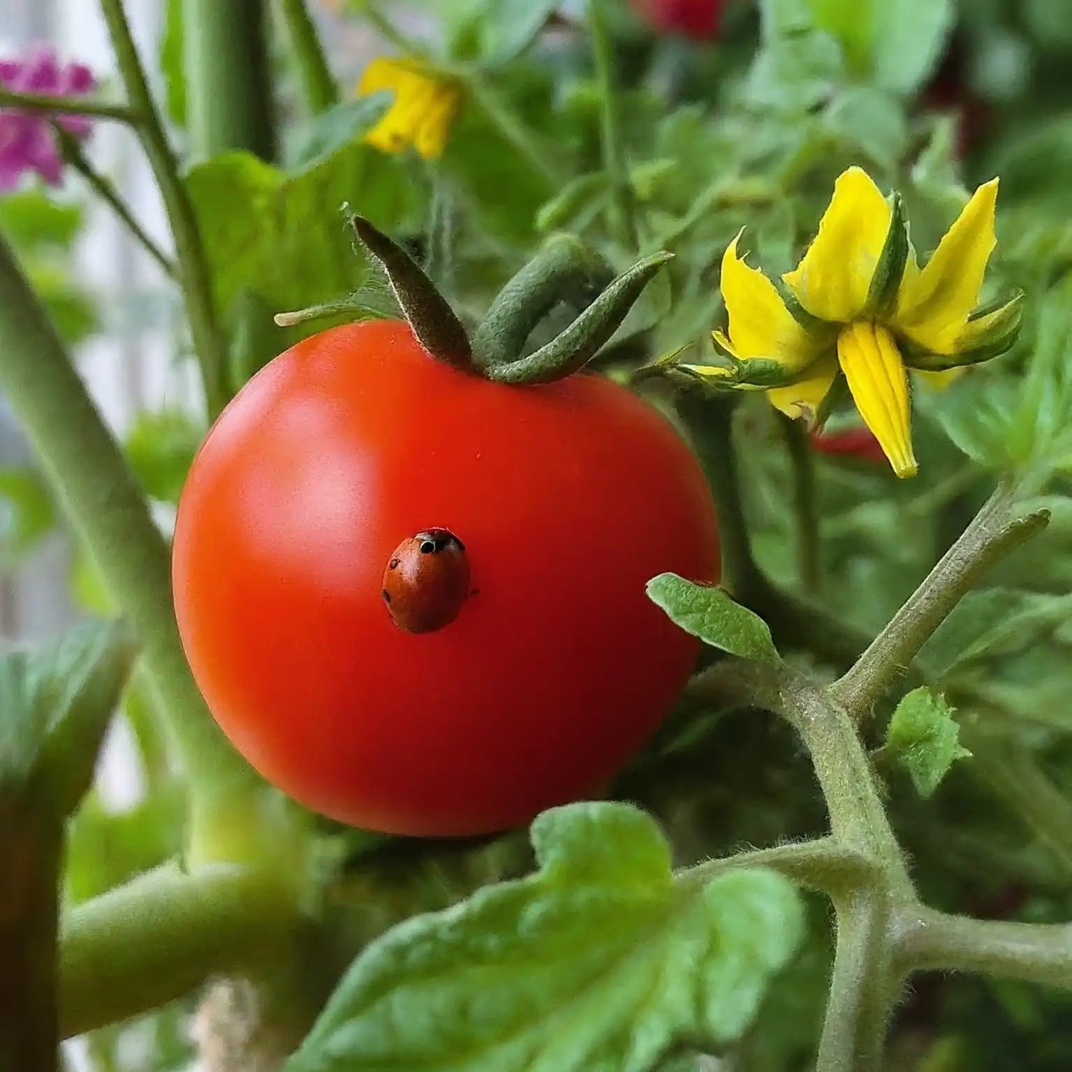 Don't Let the Little Critters Get You Down: A Farmer's Guide to Organic ...