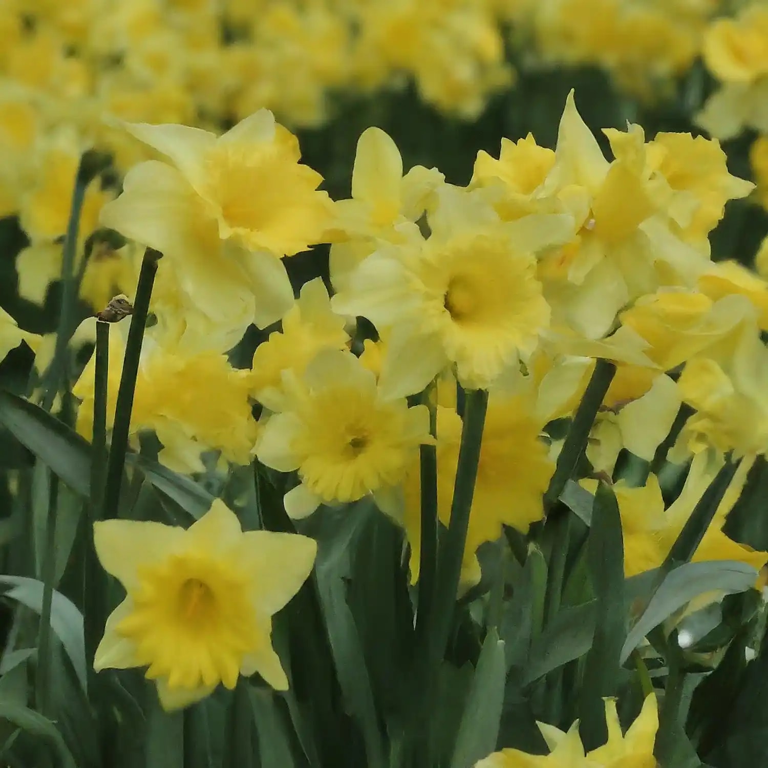 7 Easy Steps to Stunning Spring Blooms: Your Guide to Growing Lent Lily ...