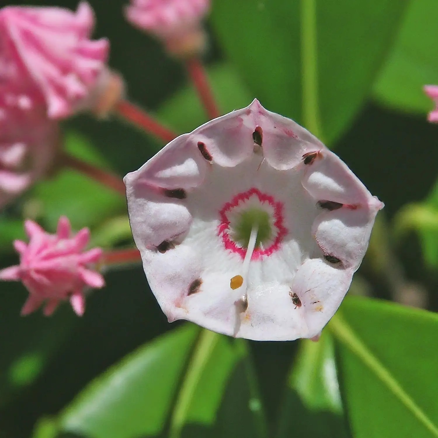 Unveiling the Secrets to Blooming Beautiful Laurel Flowers - Grow IT