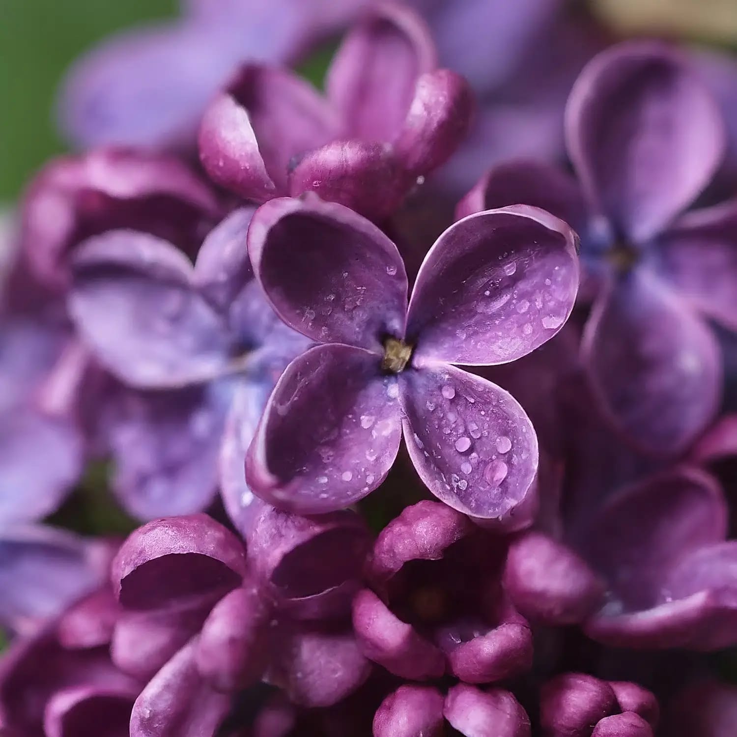 10 Proven Tips for Blooming Beautiful Lilacs - Grow IT