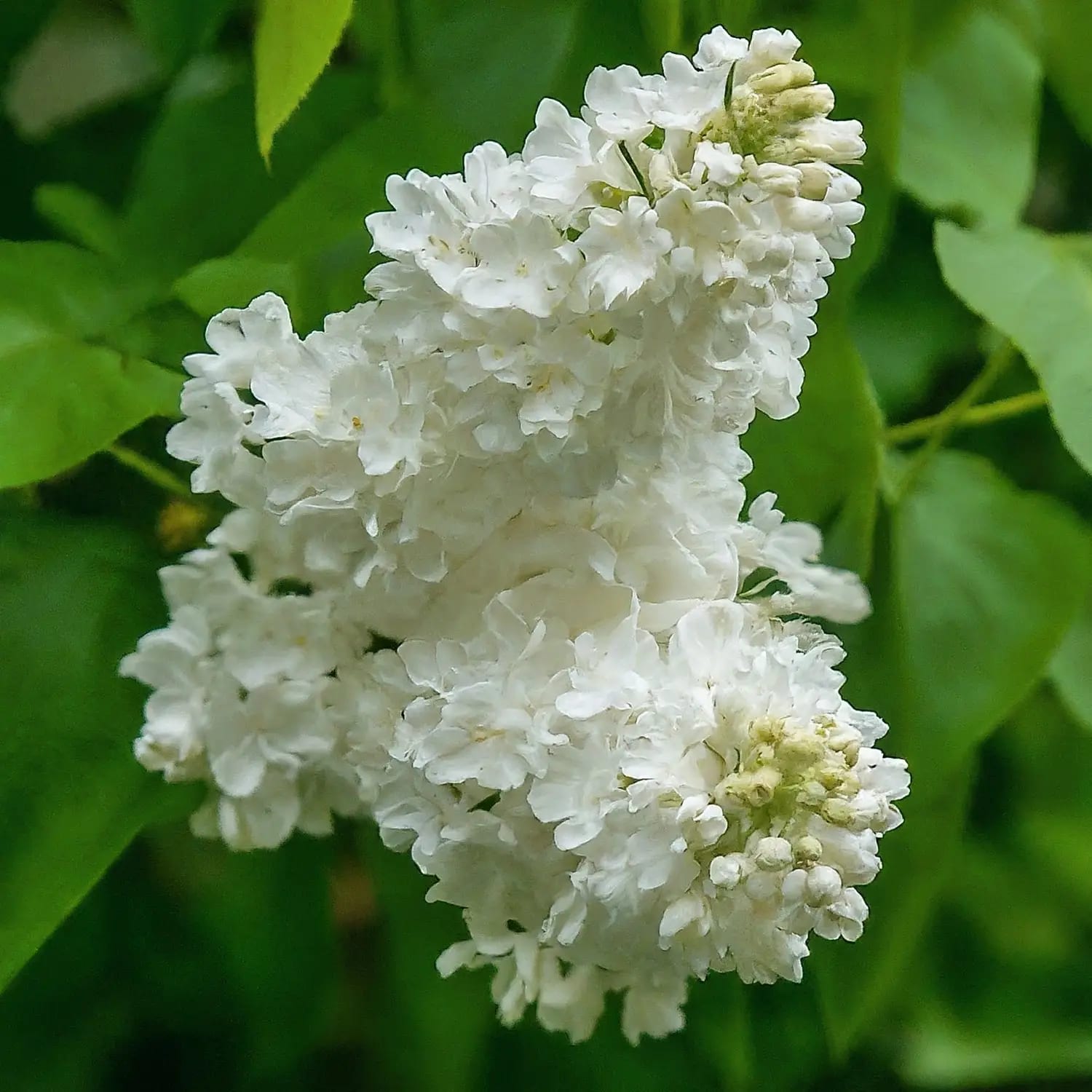 Unveiling the Secrets to Unforgettable Blooms: Your Guide to Growing ...