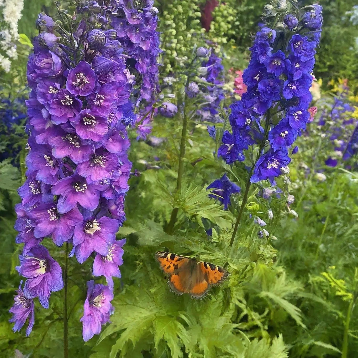 7 Foolproof Steps to Stunning Larkspur Blooms in Your Garden - Grow IT