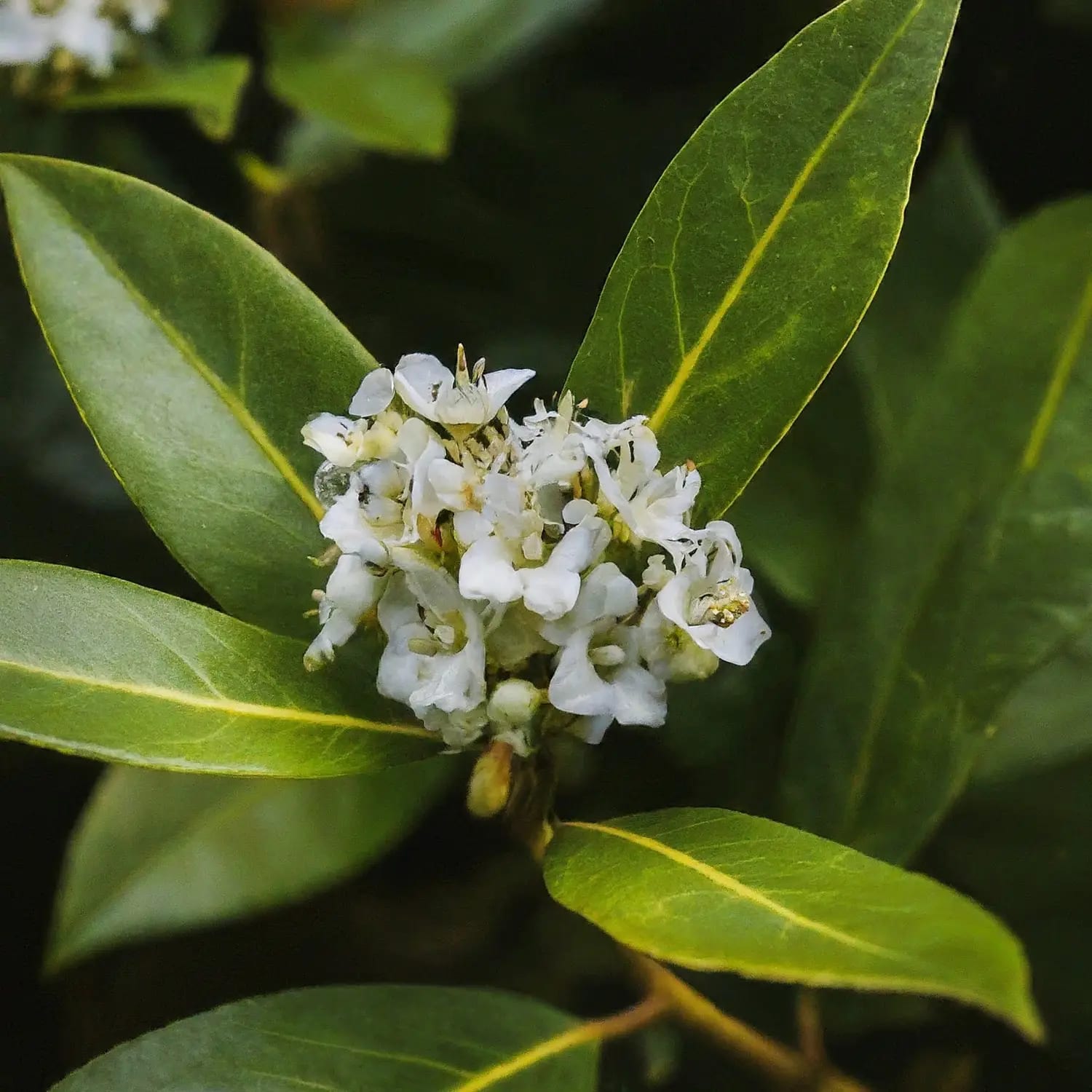 7 Foolproof Steps to Stunning Laurestine Flowers - Grow IT