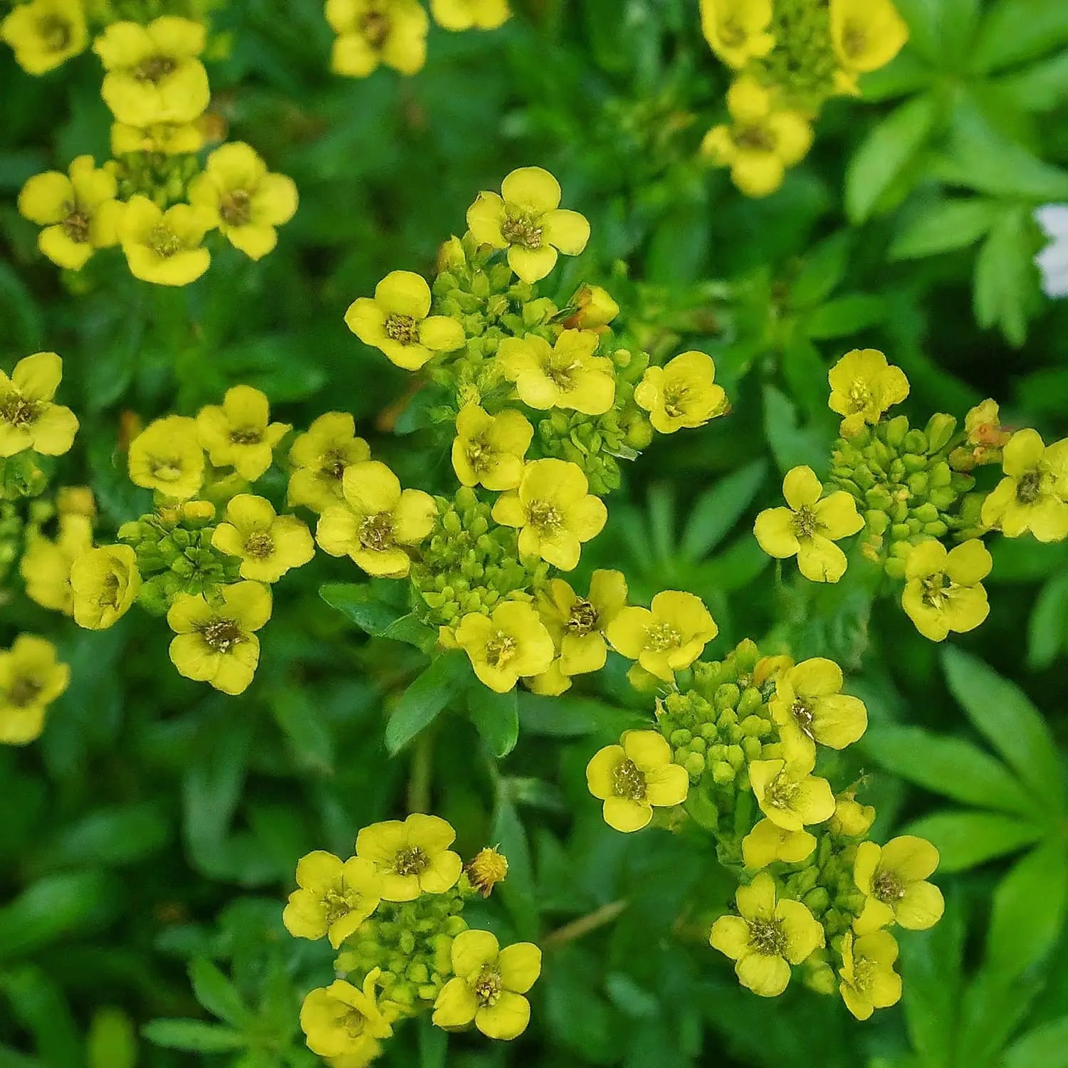 7 Easy Steps to Growing Beautiful Ladies Bedstraw Flowers - Grow IT