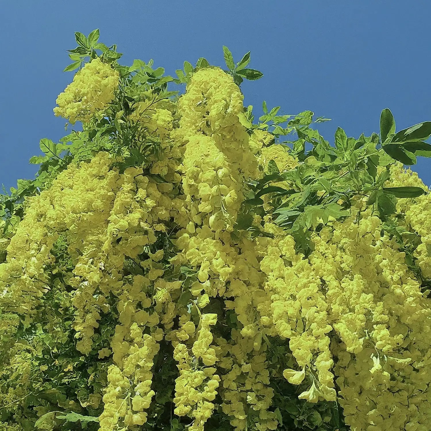 7 Secrets to Stunning Laburnum Blooms: Your Complete Growing Guide ...
