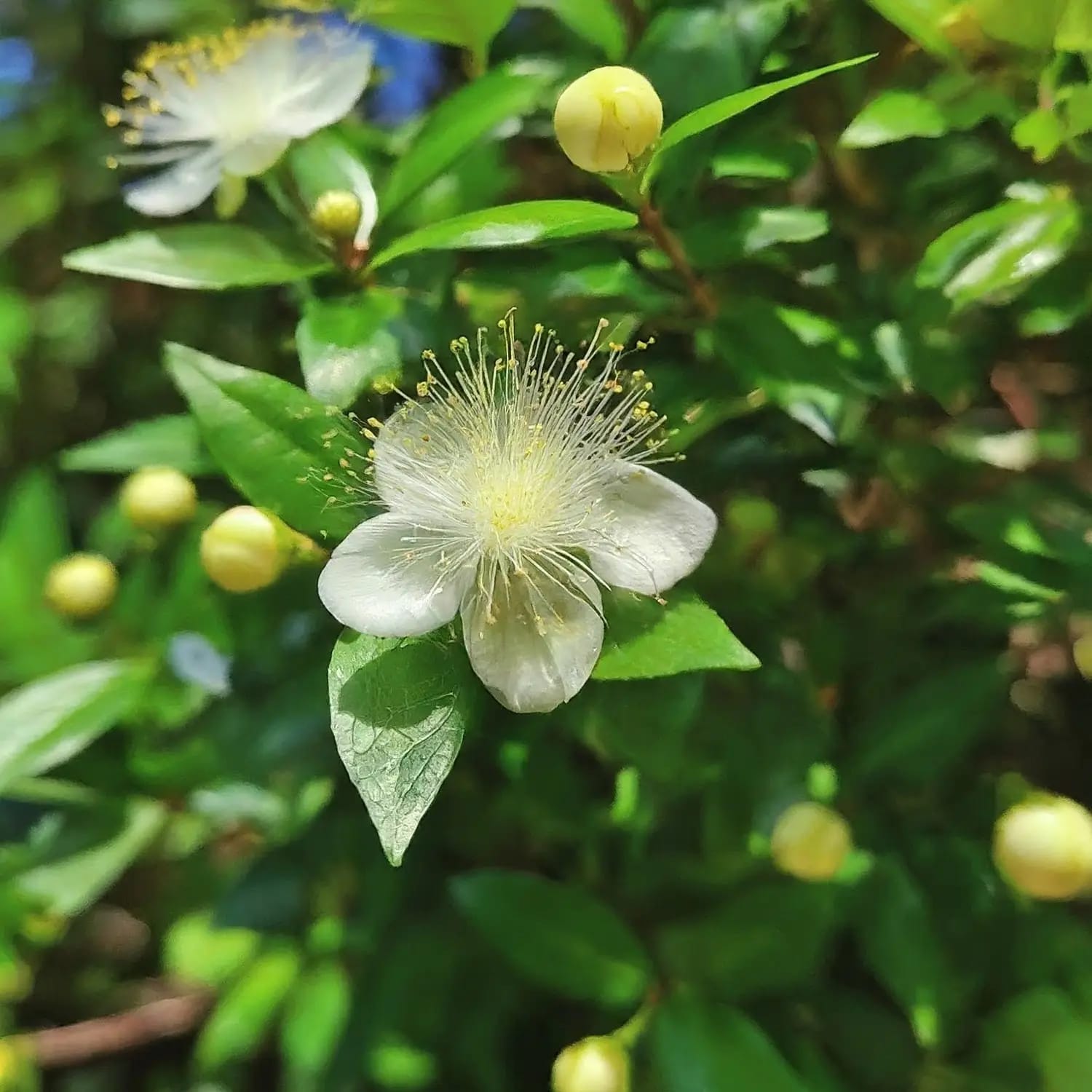 7 Secret Hacks to Get Your Myrtle Blooming Beautifully - Grow IT