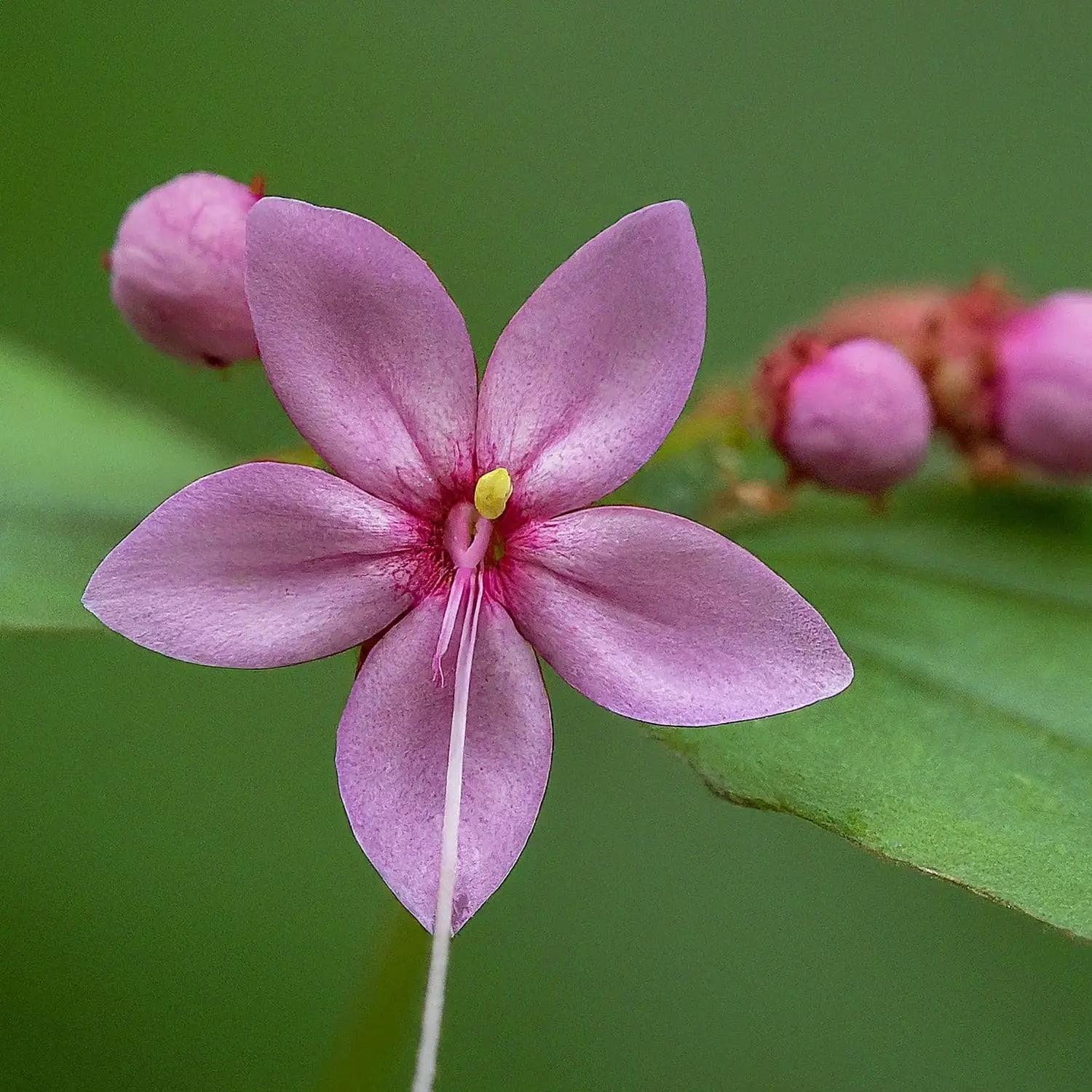 Foolproof Guide: 10 Secrets to Blooming Mezereon - Grow IT