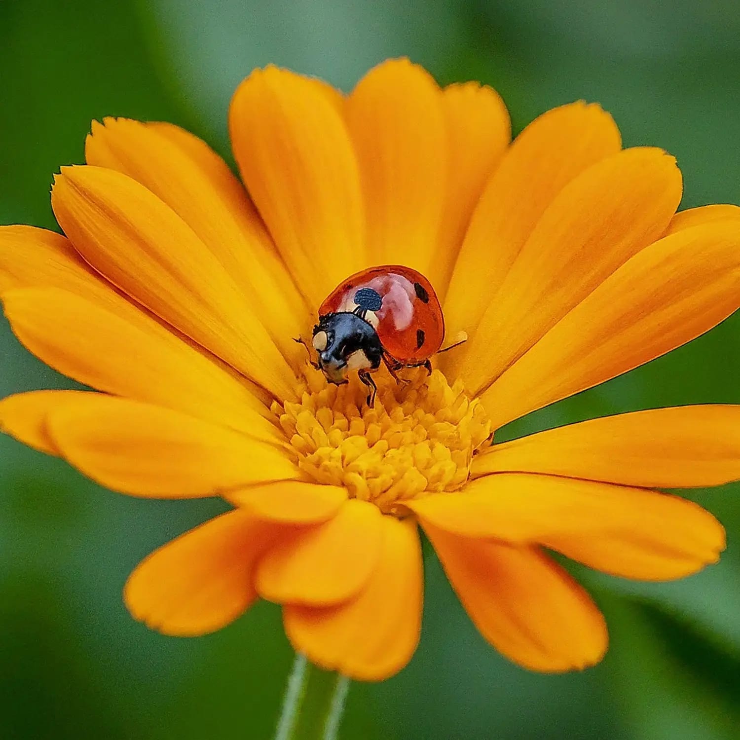 Bringing Sunshine to Your Garden: 7 Easy Steps to Grow Stunning Cape ...