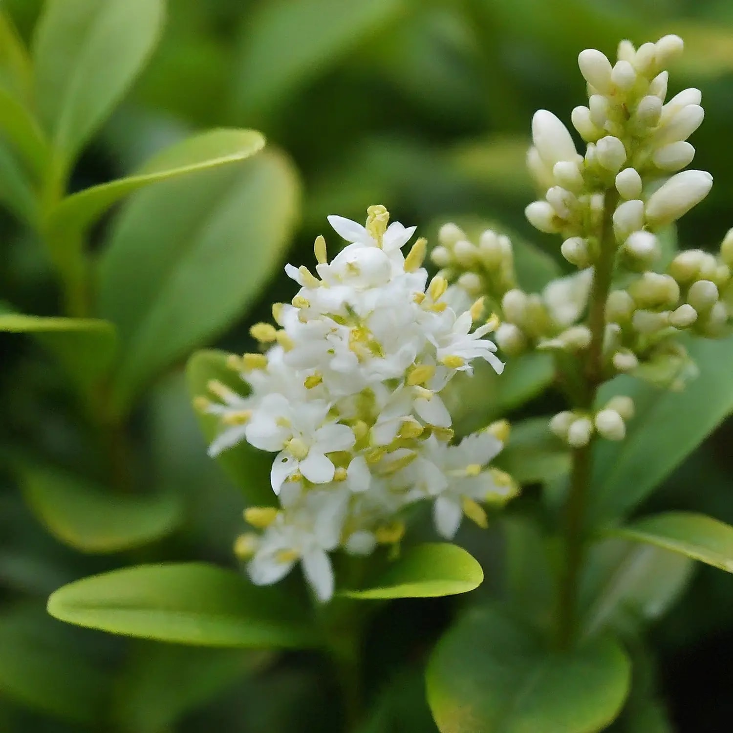 How to Grow Thriving Privet Flowers: A Comprehensive Guide - Grow IT