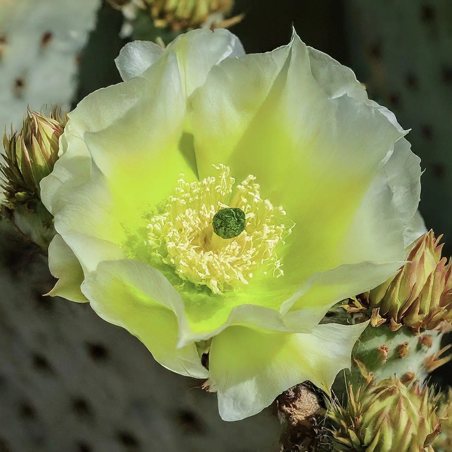 Mastering the Art of Growing Prickly-pearpoppy-white Flowers - Grow IT