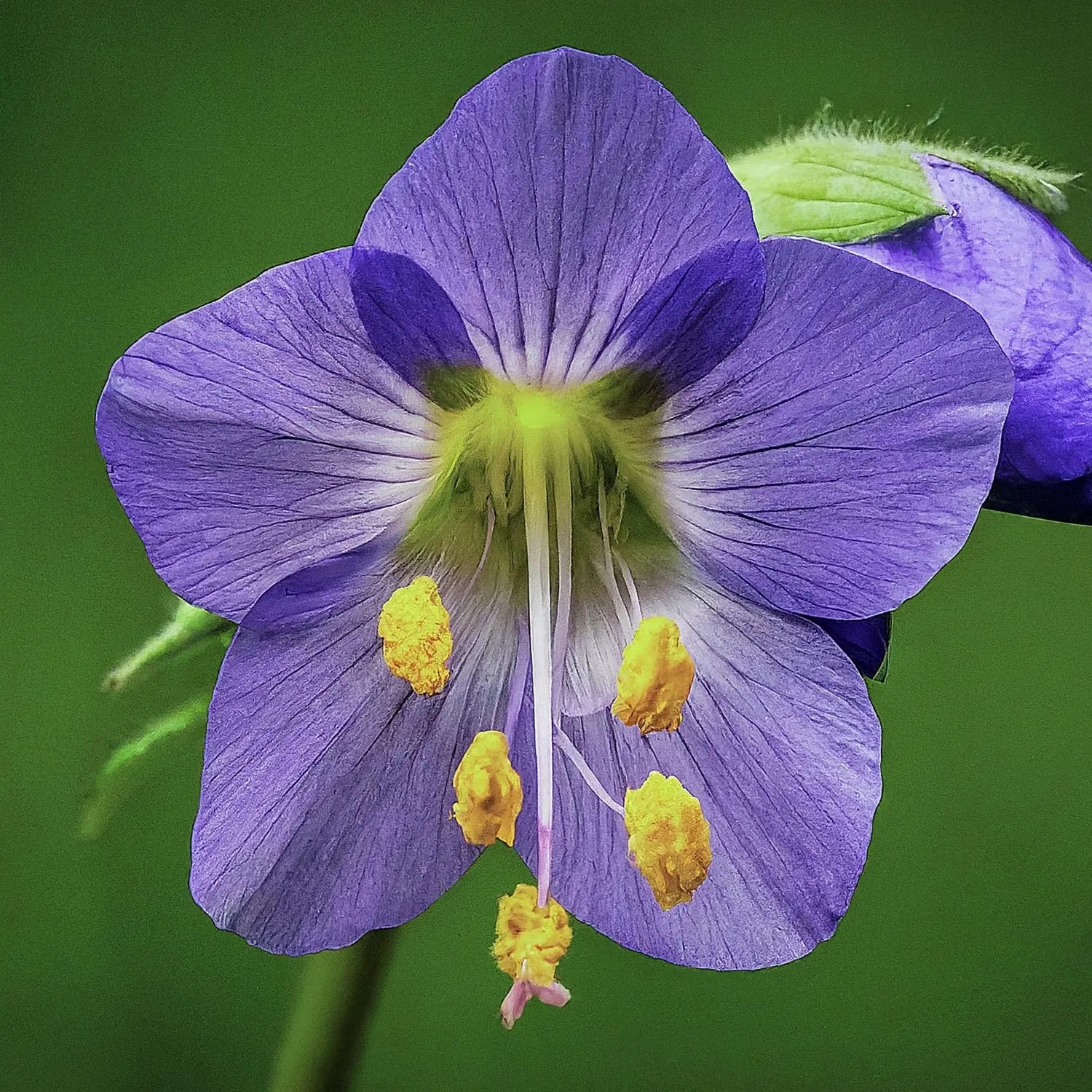 How to Grow Polemonium Flowers: A Comprehensive Guide - Grow IT