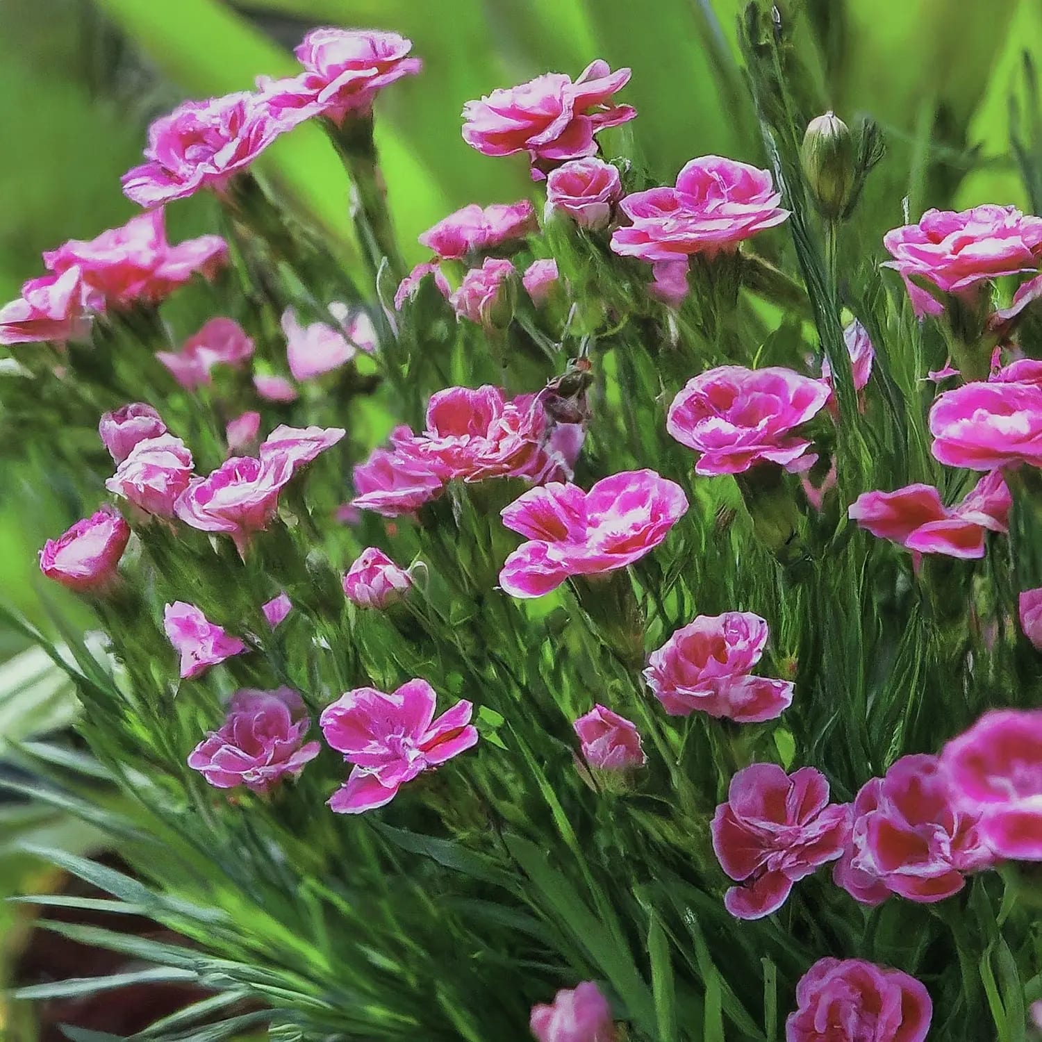How to Grow Vibrant Pink Clove Flowers: A Step-by-Step Guide - Grow IT