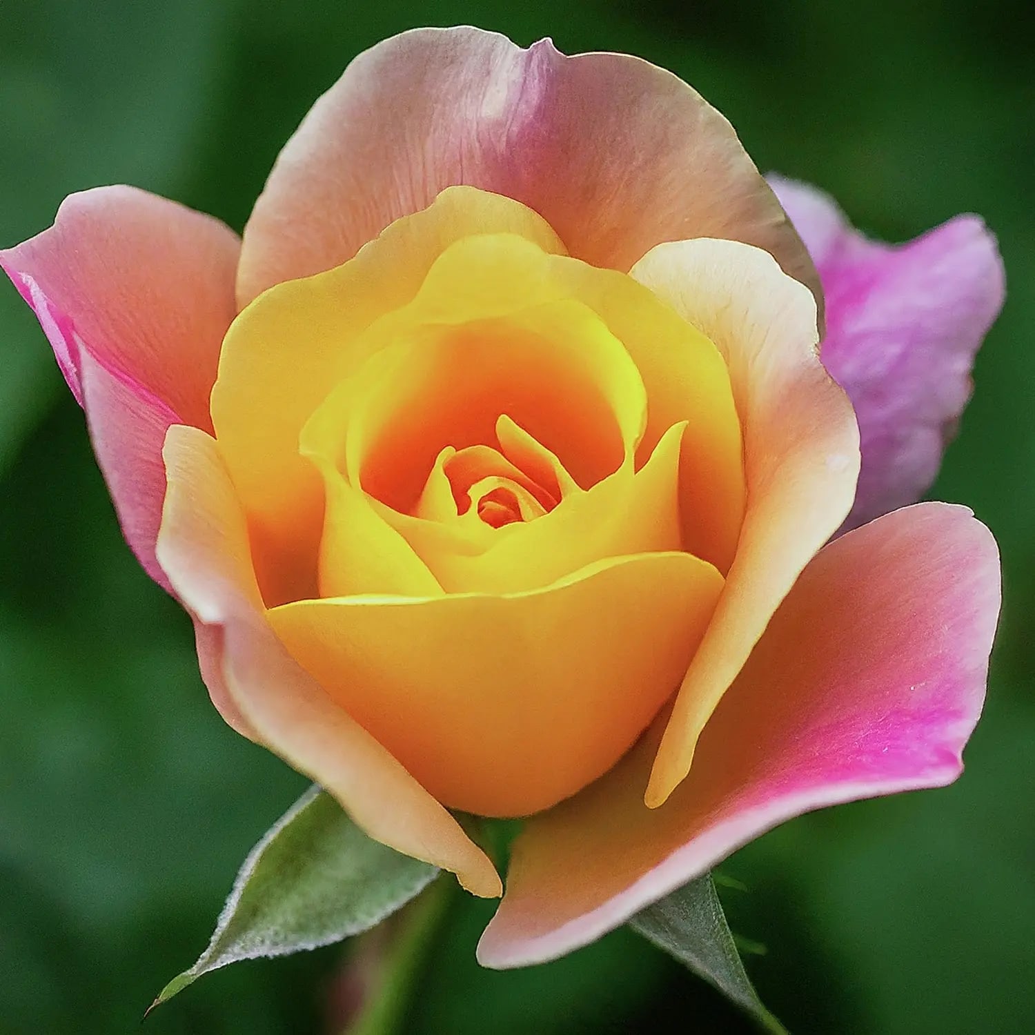 How to Grow Stunning Pink and Yellowish Flowers - Grow IT