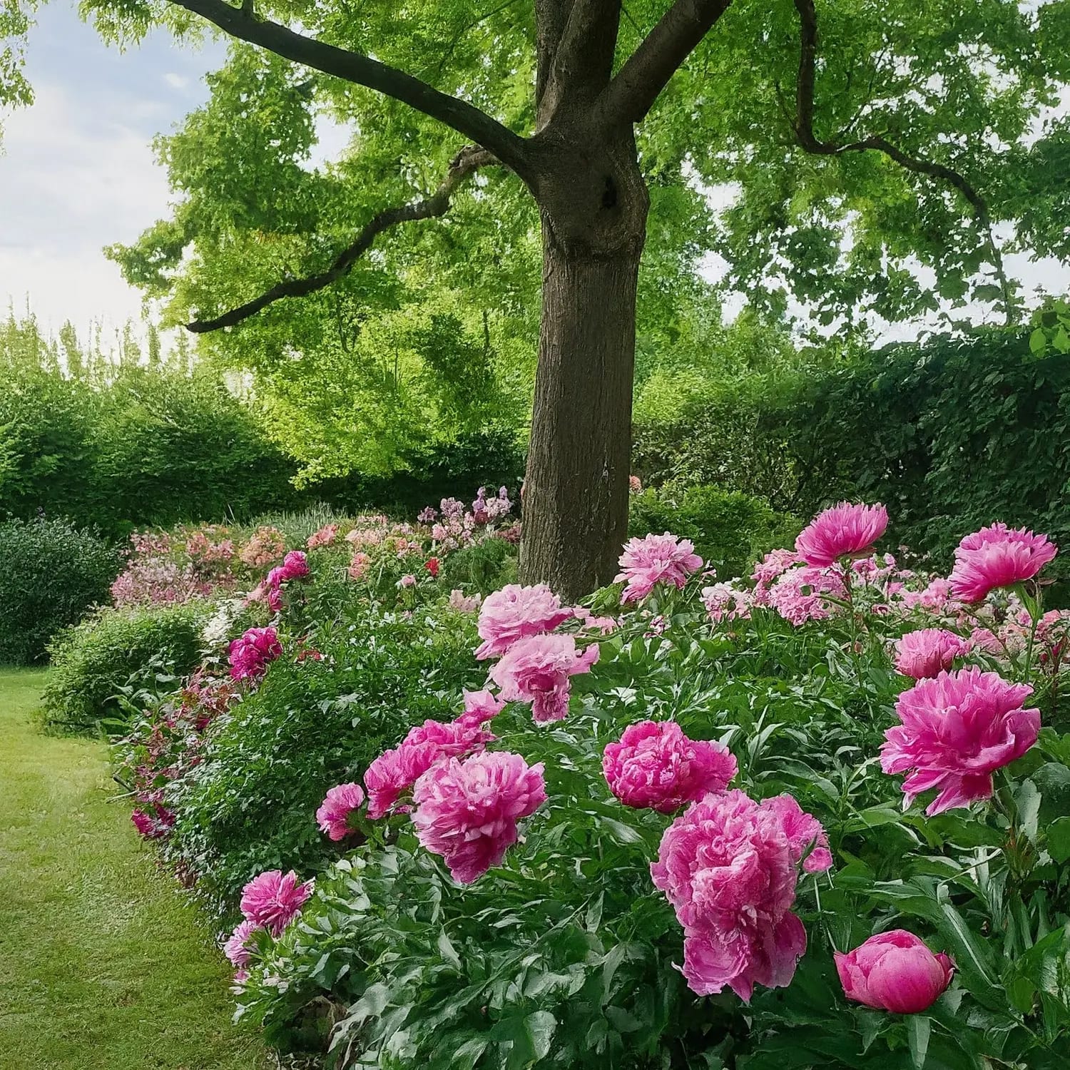 How to Grow Stunning Peony Flowers: A Comprehensive Guide - Grow IT