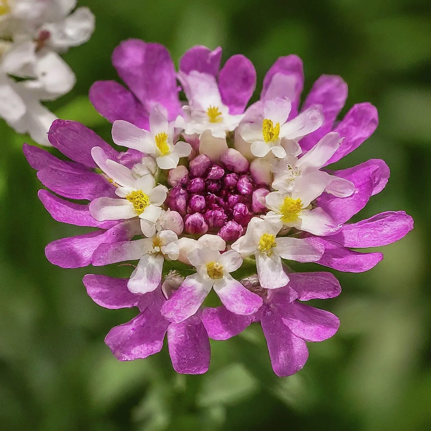 How to Grow Vibrant Persian Candy-Tuft Flowers: A Comprehensive Guide ...